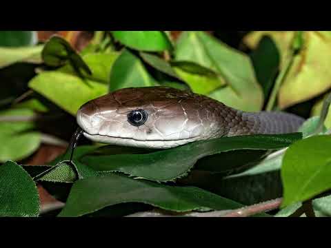 Black Mamba: 1"$%^""!! The Sleek Slayer You Never Knew!