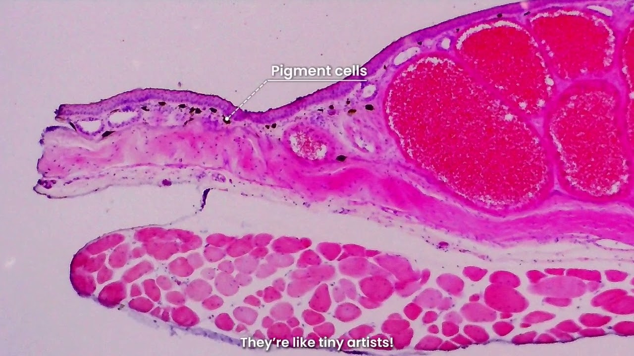 MicroWorld Discovery Kit - Frog Skin Sec. for MatataStudio Digital Microscope