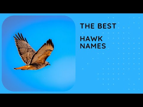 30 of the Best Hawk Names π¦
Male & Female, Cool, Funny & Famous