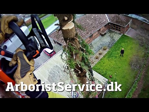 Skinny fir tree removal - Tree climbing Arborist - Topkapning af gran i Odense S - TrĂŠfĂŠldning