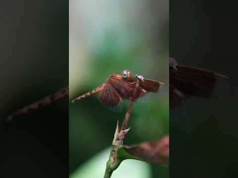The best travel lens! Sony 70-200mm F/4 #Macro G OSS Mark ii #shorts #sony