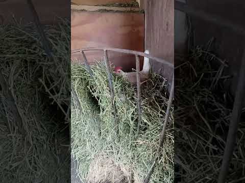 Didn't Expect To See This While Mucking Stalls!