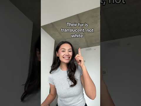 Fun facts about arctic polar bears, nanuit #polarbear #arctic #funfacts #nanuq #TikTokforGood