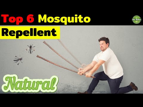 How do I get rid of mosquitoes in my house naturally?