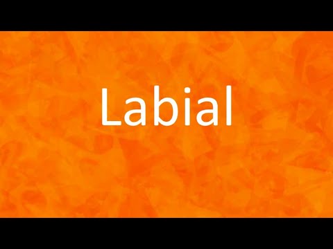 How to correctly pronounce "Labial". (Hindi and English, Meaning and usage in the Description)