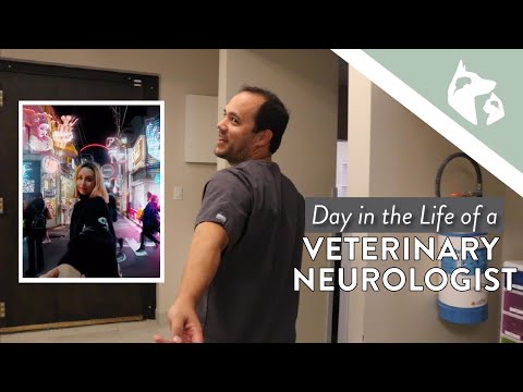 Day in the Life of a Veterinary Neurologist || Vlog 20