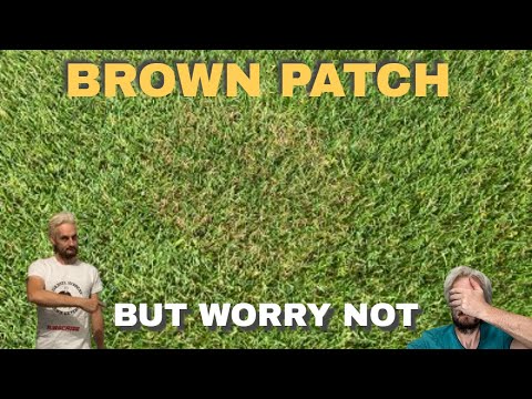 What is this Brown patch on my lawn? Know your brown patches