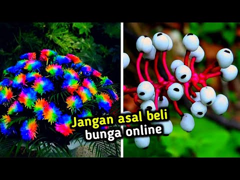 Bunga racun yang mematikan untuk uji coba untuk membunuh manusia