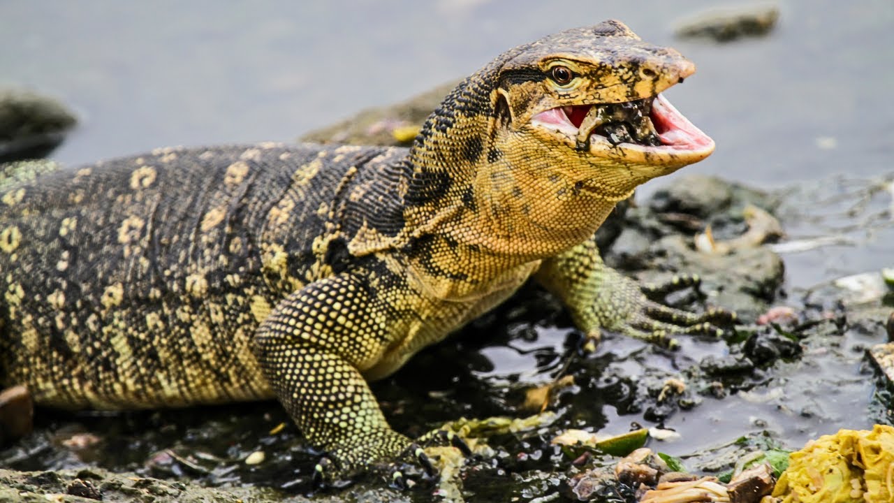 Asiatic Water Monitor: The Second Largest Lizard on Earth