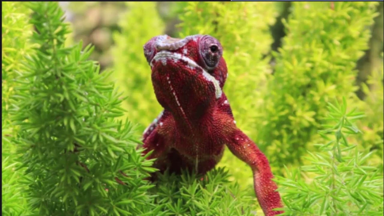 Copyright free Chameleon 4k stock footage | Download Royalty Free stock footage of lizard