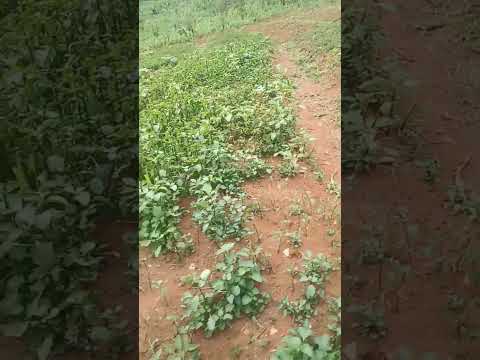 Learn how the Expansion in ridges formation in contour ploughing systems curb soil erosion.Ecology