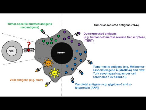 Oncofetal Antigens as Tumor Markers; α –Fetoprotein AFP, Carcinoembryonic antigen CEA