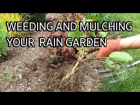 RainWise: Weeding and Mulching Your Rain Garden