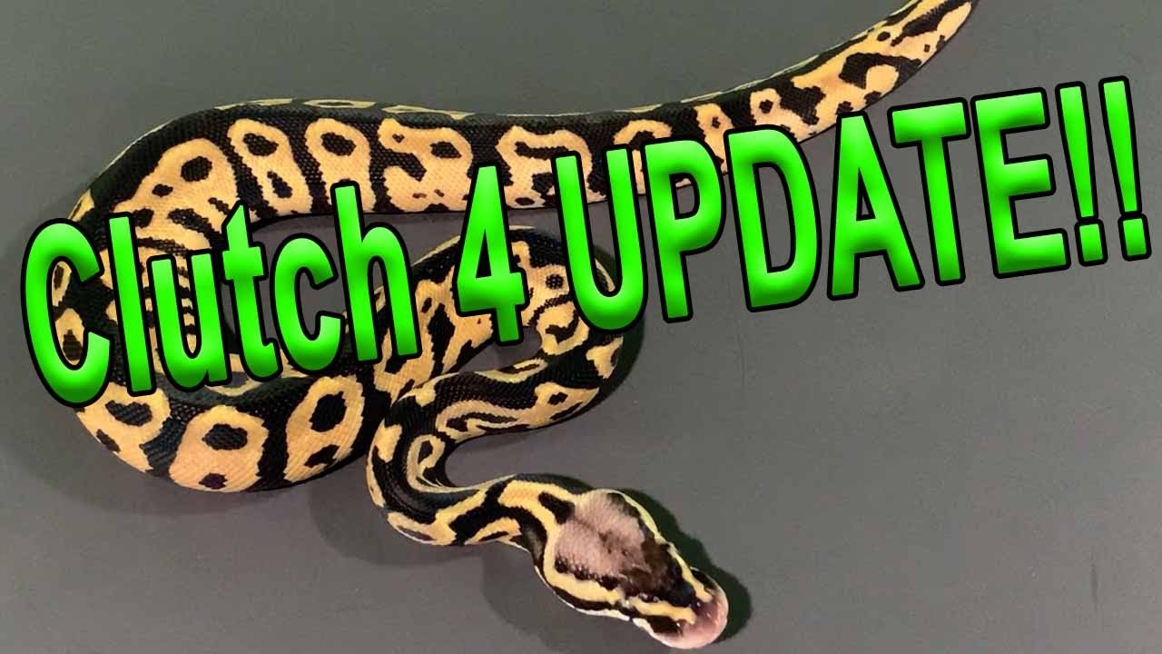 Ball Python Clutch 4 Update!!