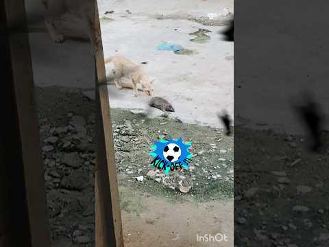 Dead Rat Tossed Out for Cats as lunch๐ #youtube #shorts #youtubeshorts #cat #mouse #littleadventures