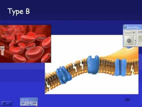 2013 HN Cell Transport 06 membrane proteins