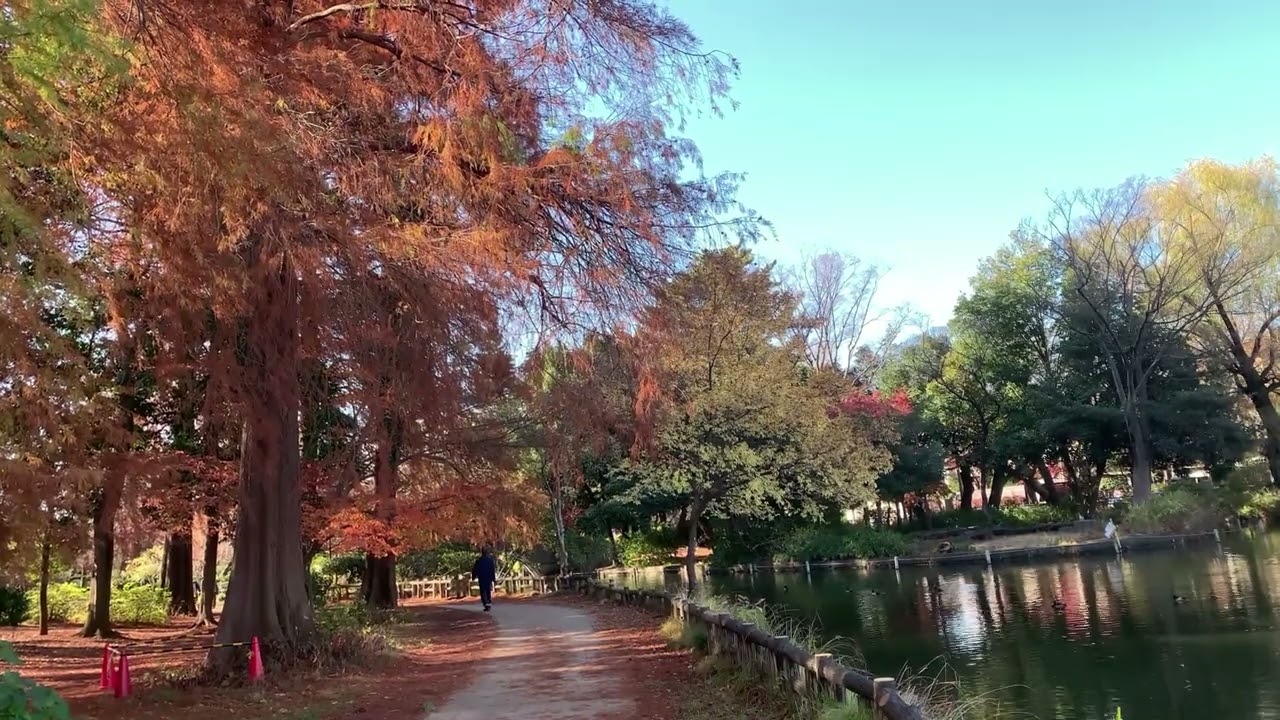 Shakujii Park, Nerima-ku in early December（石神井公園、練馬区）