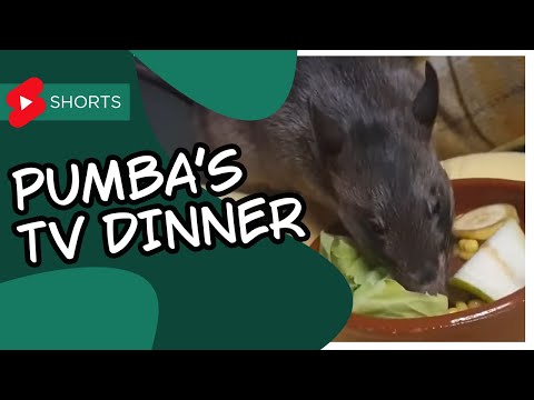 Gambian pouched rat Pumba loves his TV dinner