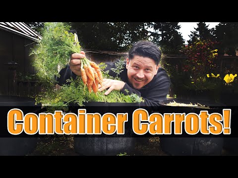 How To Grow Carrots In Containers - The Definitive Guide