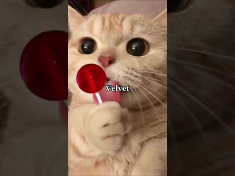 Cute Female Cat Names #shorts- What names do you like? #catnames