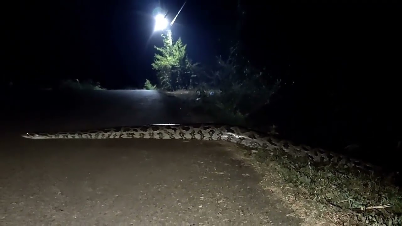 African rock python Snake#🐍🐍