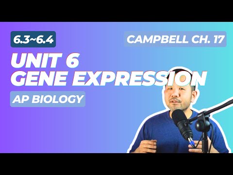 From Gene to Protein: A Review of Chapter 17 in Campbell Biology, Unit 6 of AP BIO!