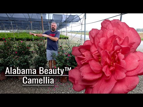 Alabama Beauty™ Camellia - Great Screening Choice