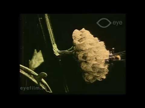Eenige eigenaardigheden in het leven der insecten