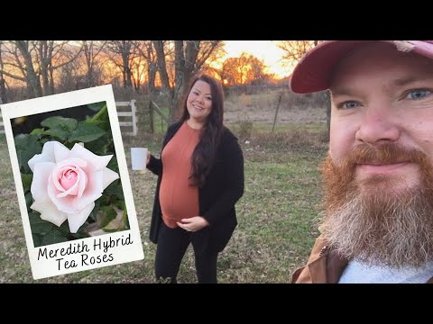 Planting Merideth Hybrid Tea Roses🌹 Gardening