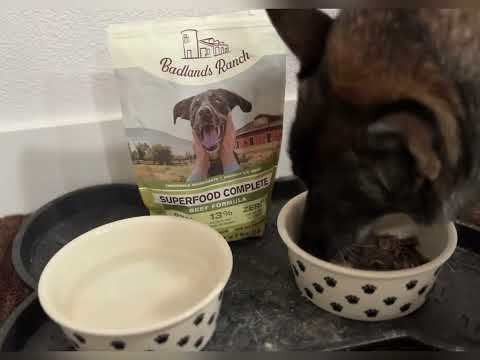 Zeus enjoying his Superfood Complete from Badlands Ranch - Healthy and Delicious! 🐾