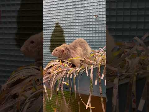 Fancy Rats #fancyrats