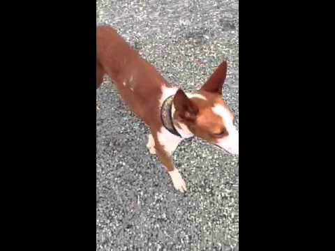Ibizan Hound Rescue Nano