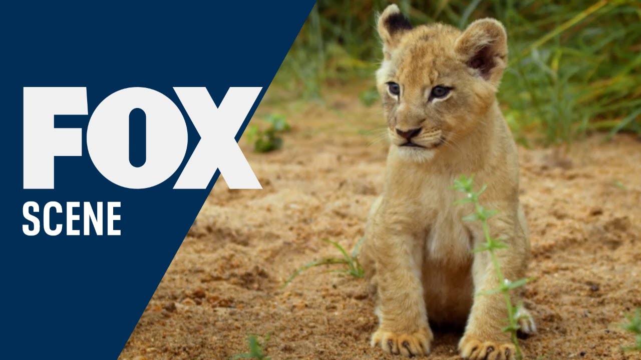 Maternal Instinct | MALIKA THE LION QUEEN
