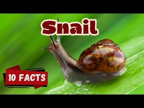 Top 10 Amazing Facts About Snails! Educational Video #snails #snailshell #snailfacts