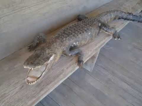 Alligator Views and Images in the swamps of Louisiana