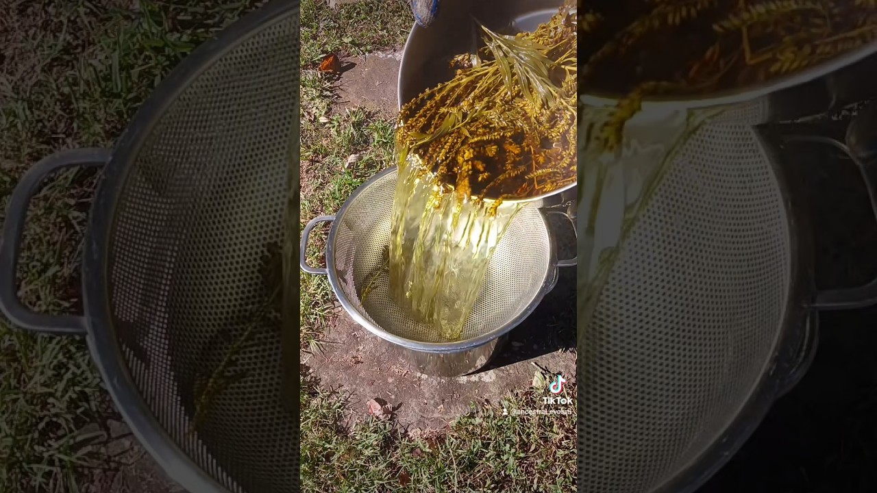 Dyeing with Goldenrod! #naturaldye #wool #fiberarts