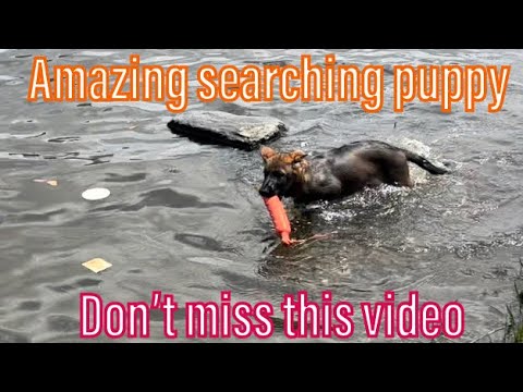 AMAZING PUPPY SEARCHING ON TOP OF WATER FOR ARTICLE A MUST SEE.