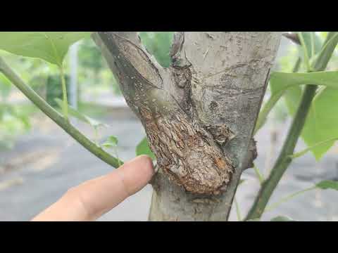 summer tree grafting with a drill
