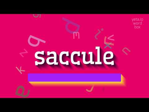 How to say "saccule"! (High Quality Voices)
