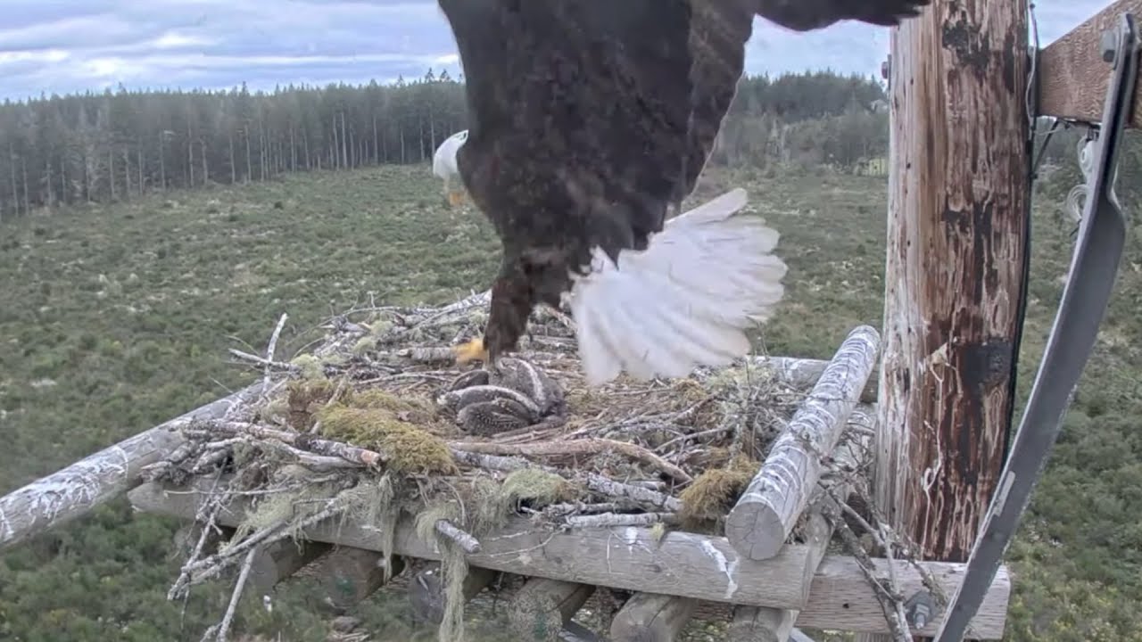 Bald Eagle Attacks Osprey Nest