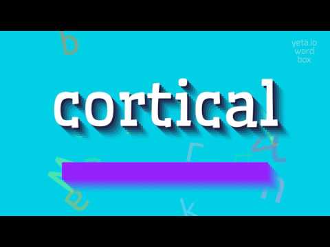 How to say "cortical"! (High Quality Voices)