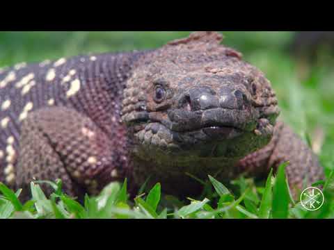 COSTA RICA IN 4K 60fps HDR ULTRA HD