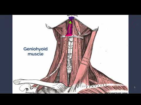 supra/infrahyoid muscles