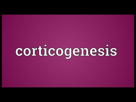 Corticogenesis Meaning