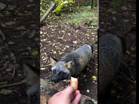 Kit-Kat the fox getting mange treatment (Vertical Camera)