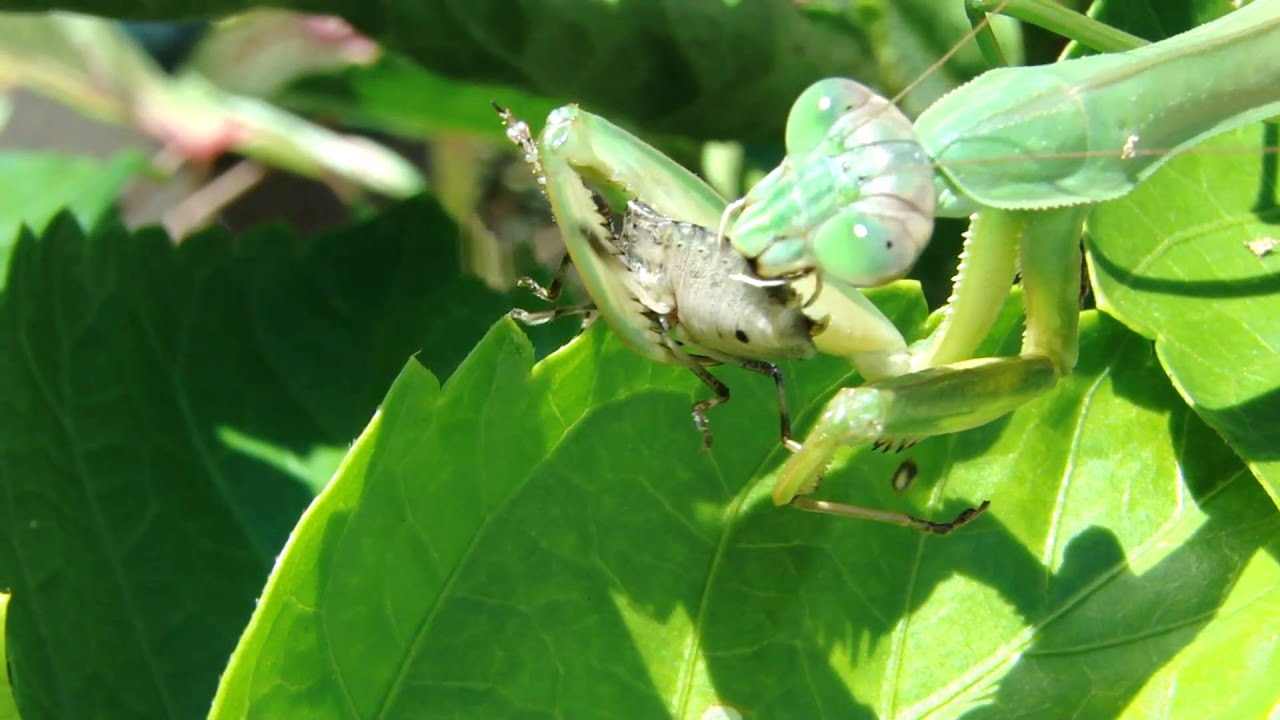 Praying mantis eats stink bug!