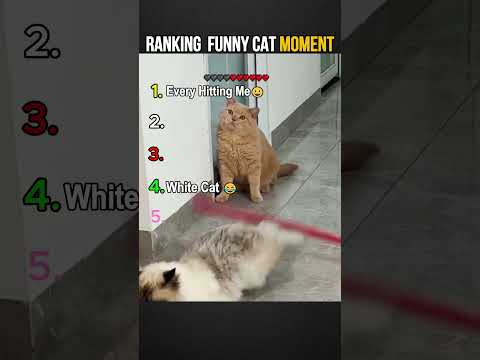 Ranking Funny Cat Moment #shorts #funnycatsvideo #memes
