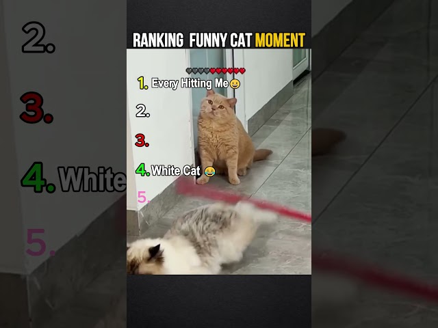 A Humorous Compilation of Funny Cat Moments That Will Brighten Your Day ...