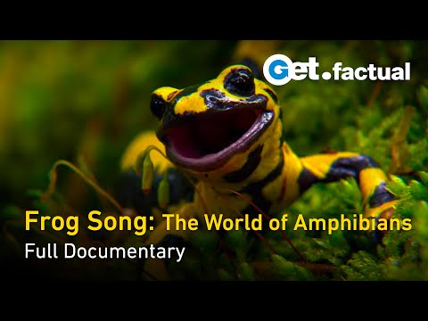 Frog Song: The World of Amphibians - Full Documentary