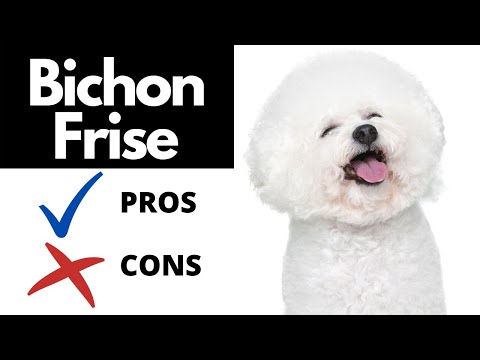 Bichon Frise Pros And Cons (SHOCKING)